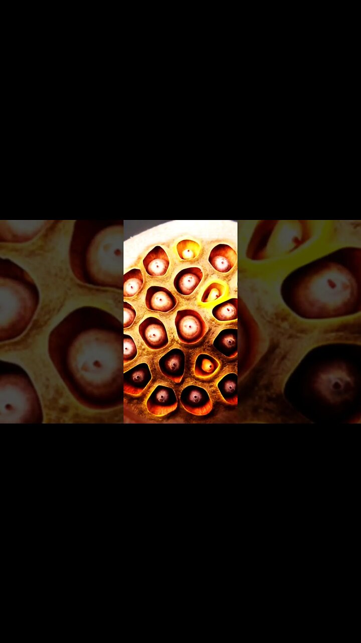Trypophobia #shorts #youtubeshorts #pophobis #facts #viral #didyouknow ...