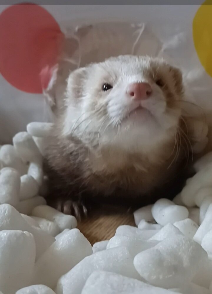 Ferret favorite sleeping spot!