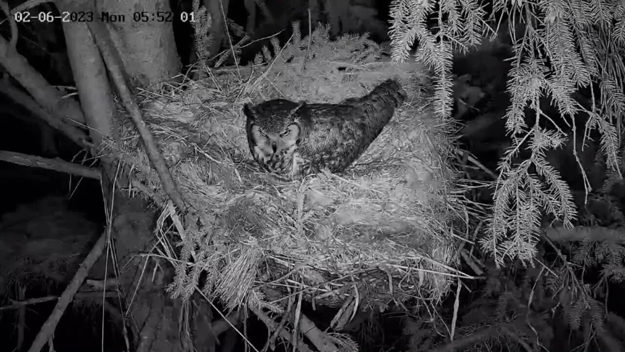 Ellie Settling Into Her Nest 🦉 02/06/23 02:18