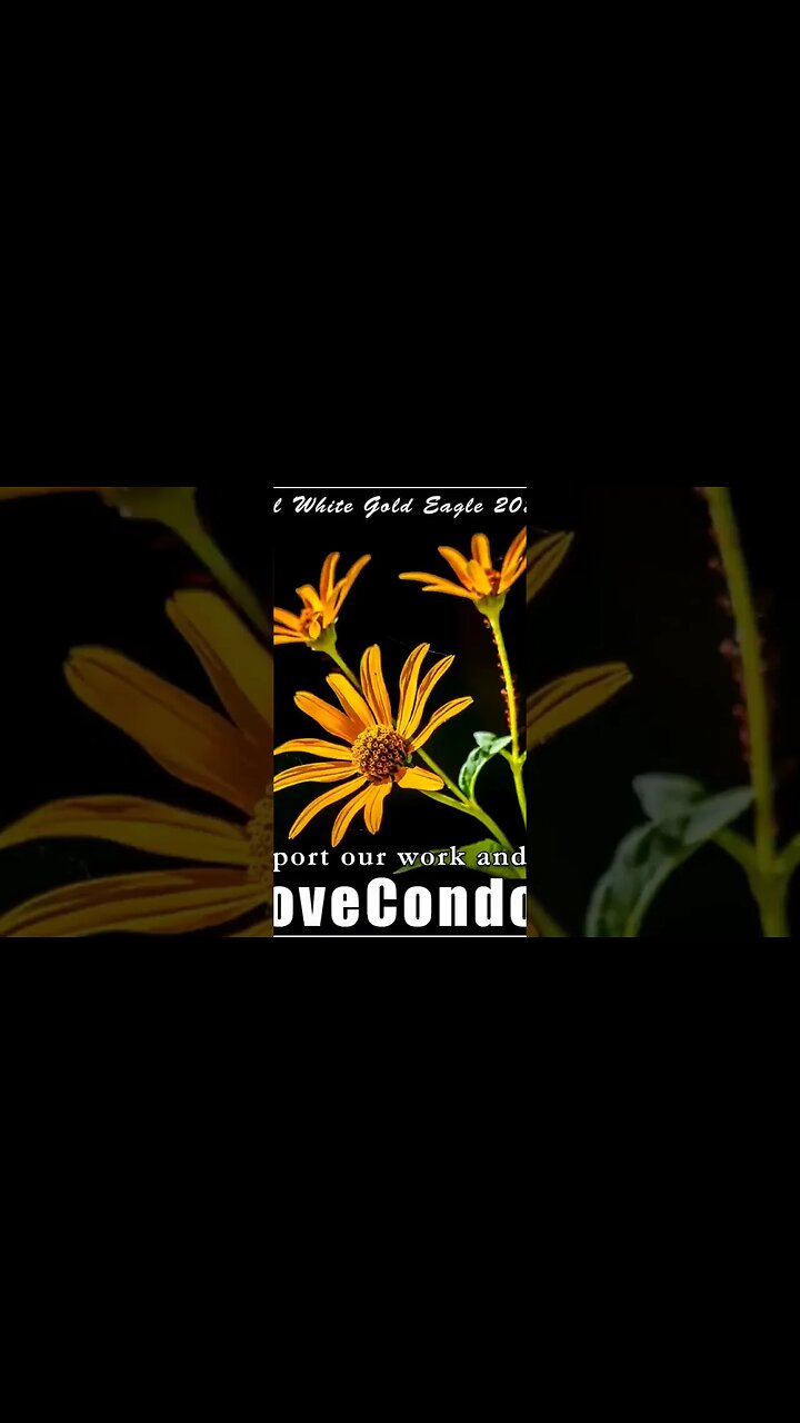 Lion Kingdom of the New Lemuria Arising