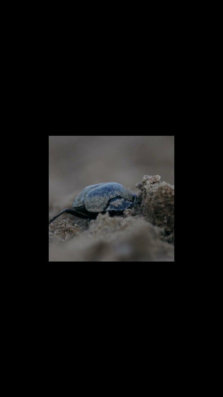 The Incredible Moment in the Life of a Namibian Dung Beetle