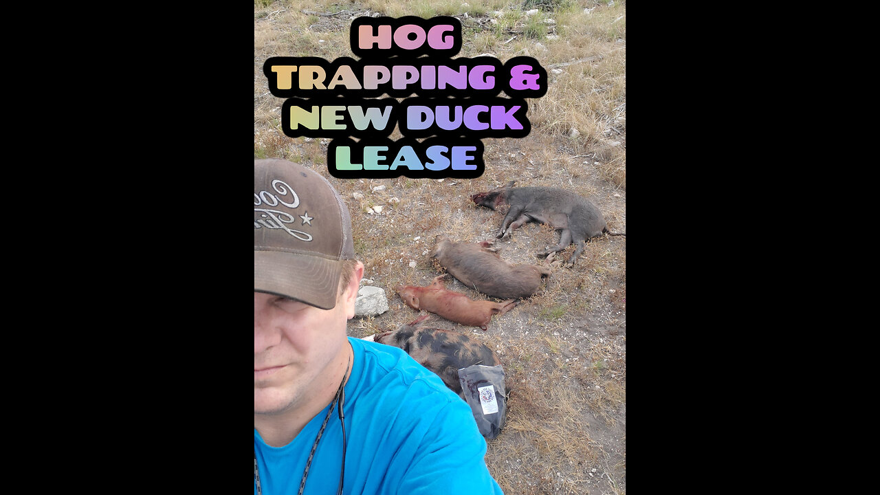 Hog Trapping and New Duck Lease Black Lab Retrieves Pig Trapping Duck ...