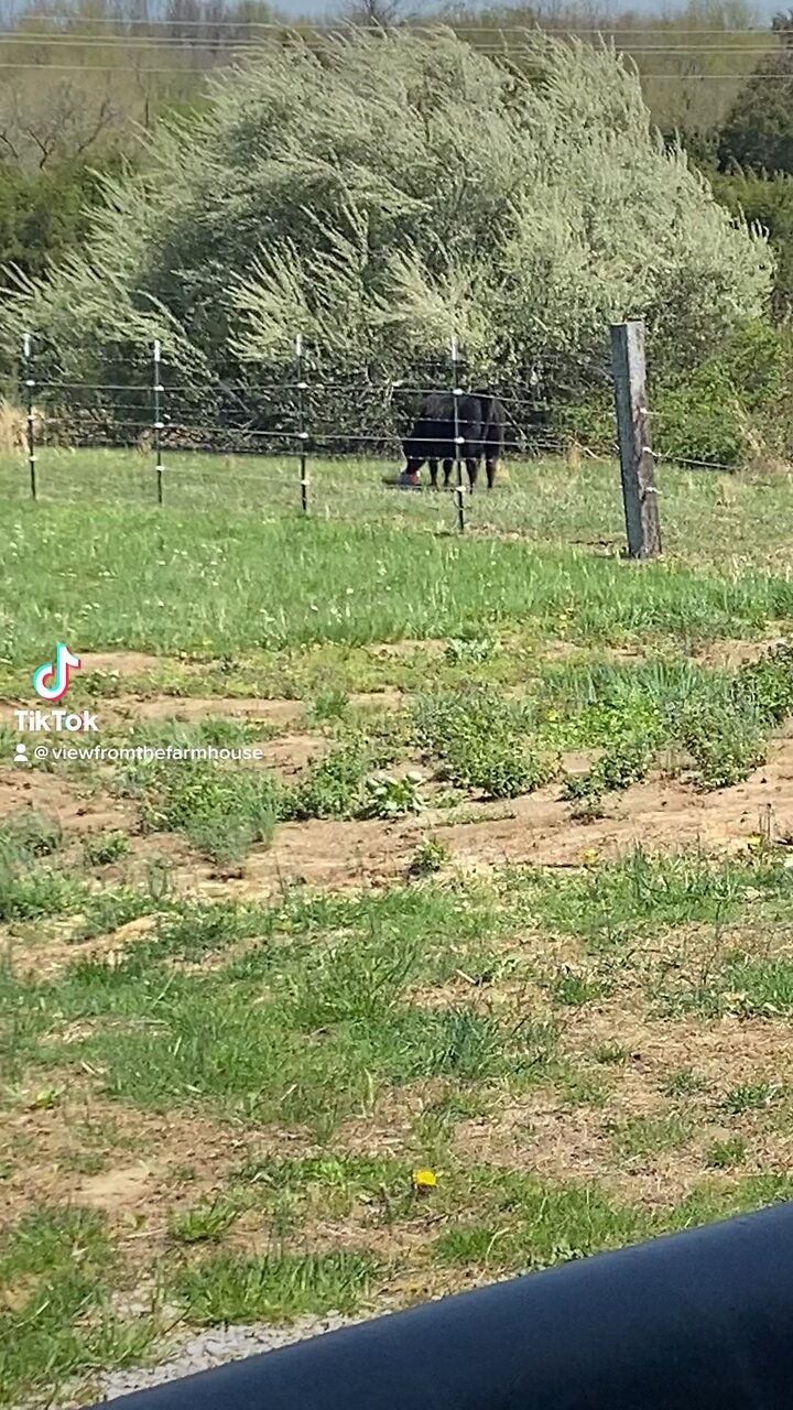 Daisy playing with a Beach ball