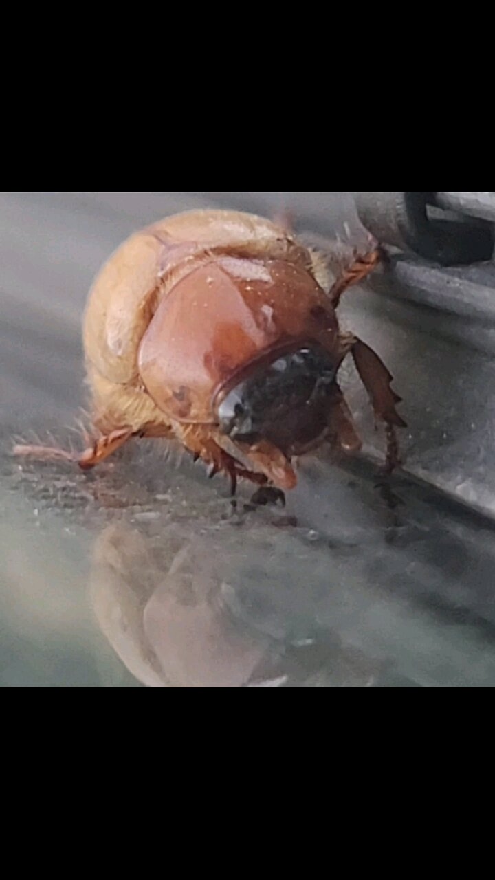 June 1st.....June bug