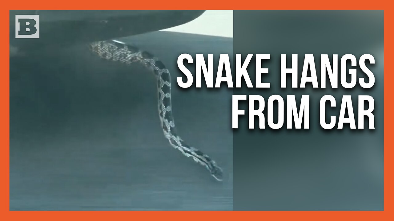 Ssslow Down! Snake Spotted Dangling from Underside of Car Speeding Down ...