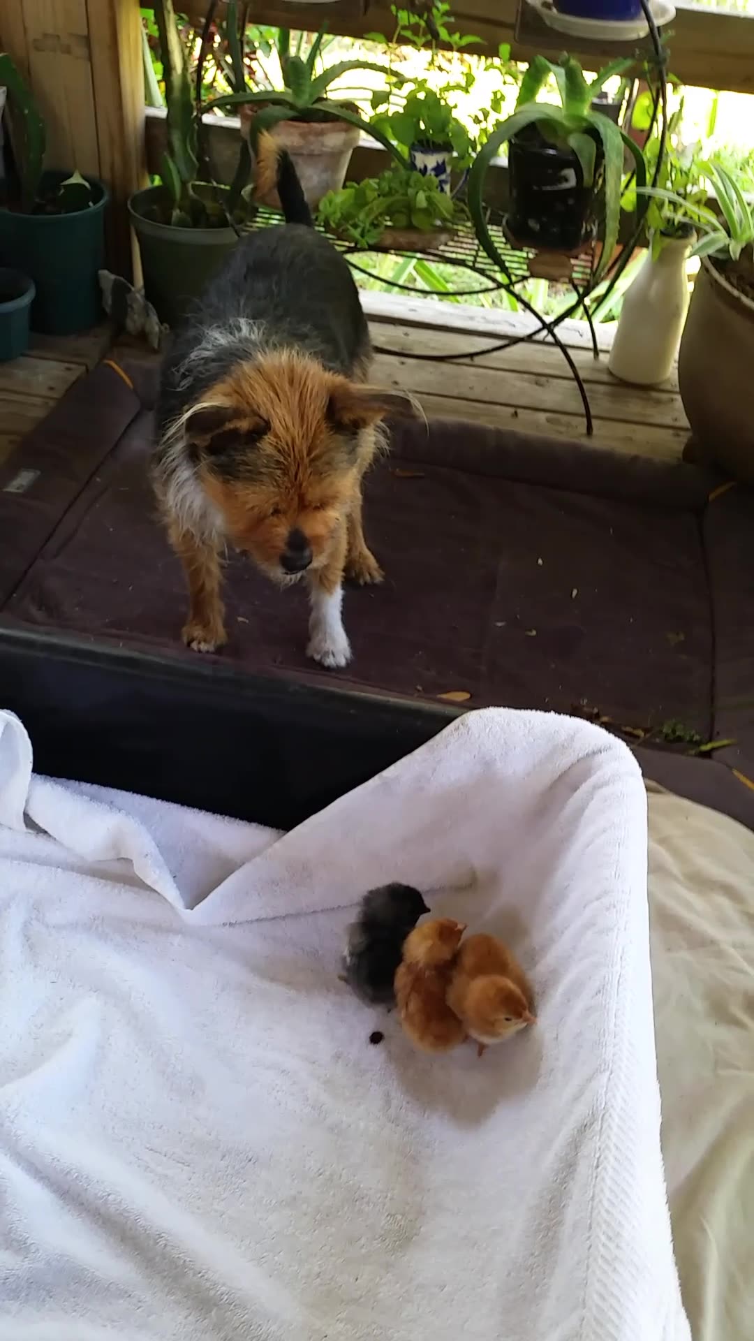 ChiChi Monkey The Peeper Mommy