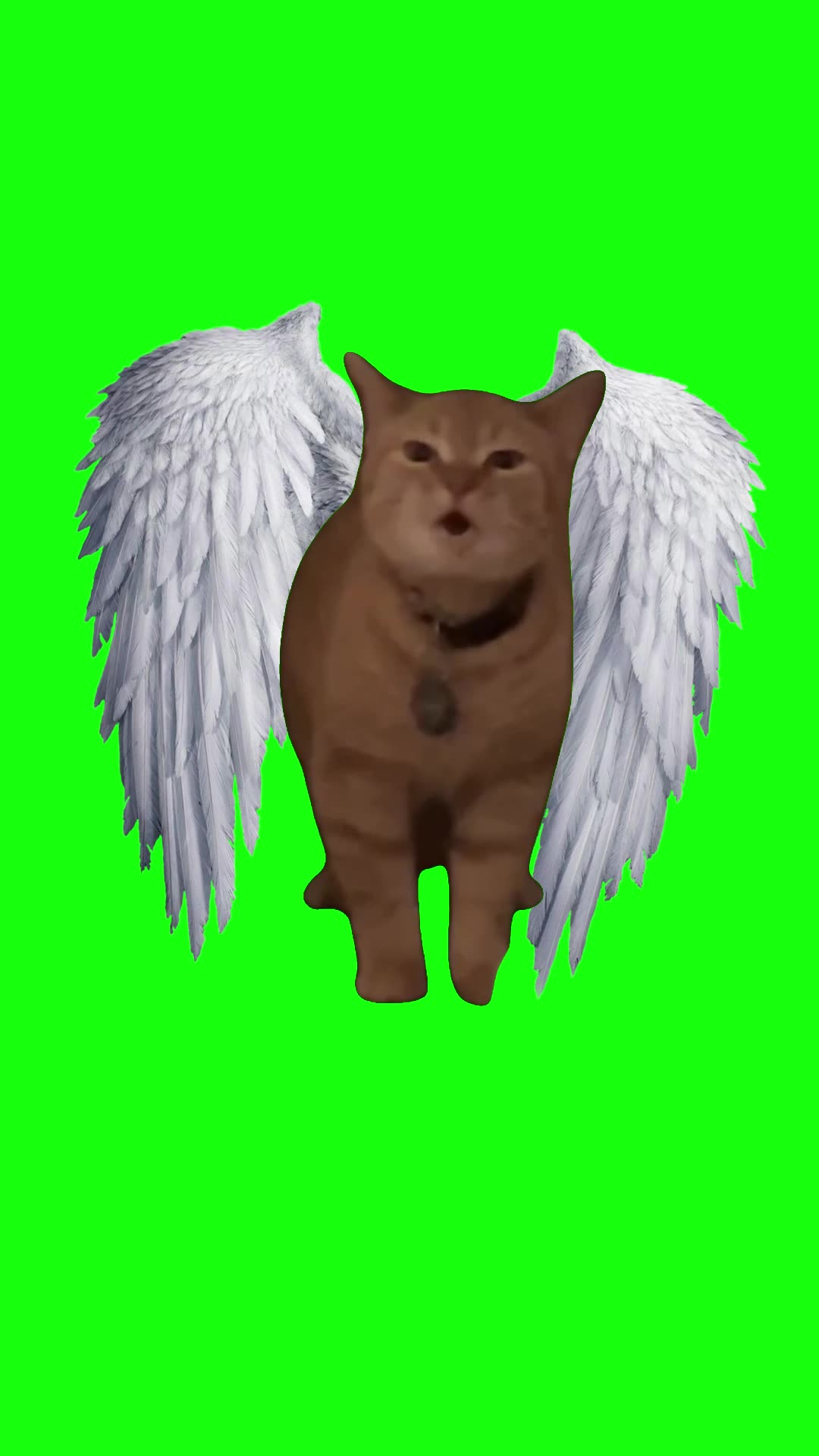 R.I.P. I Go Meow Cat