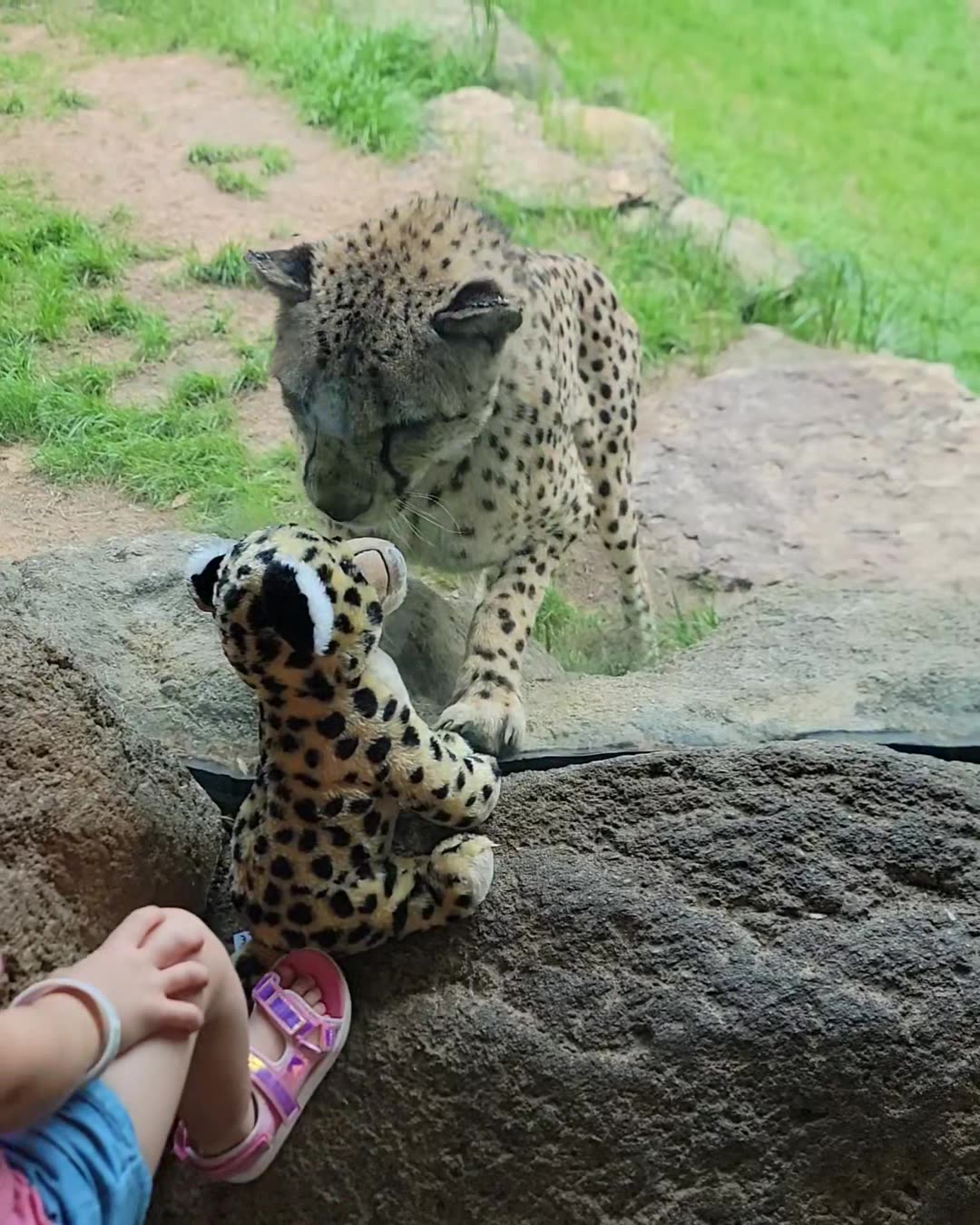 Cheetah Responds to Girl's Cheetah Stuffy At the Zoo