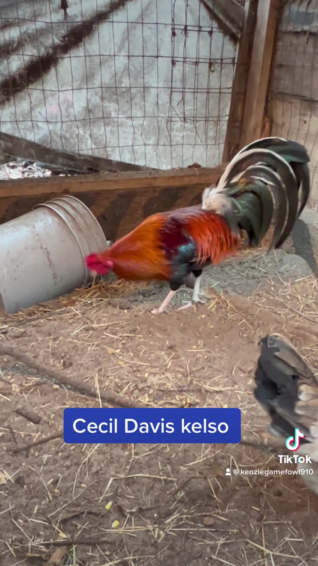 Cecil Davis Kelsos at Kenzie Gamefowl