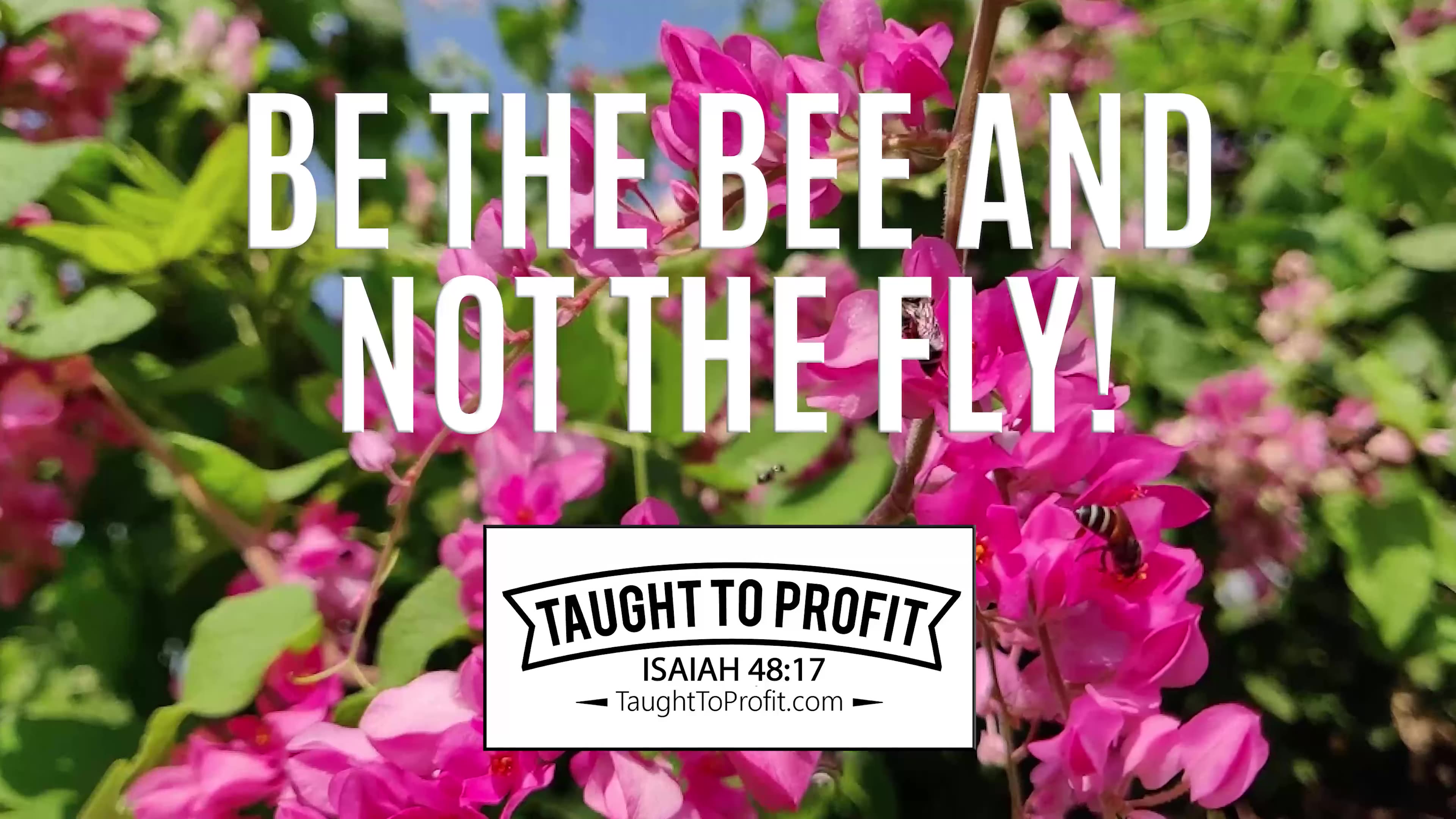 Look For Beauty And Not For Unclean Things Be The Bee And Not The Fly