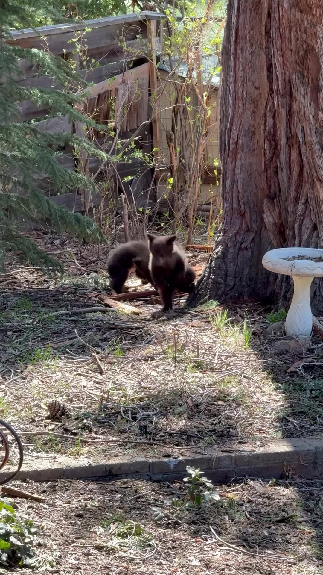 Black Bear Cubs Play in Yard