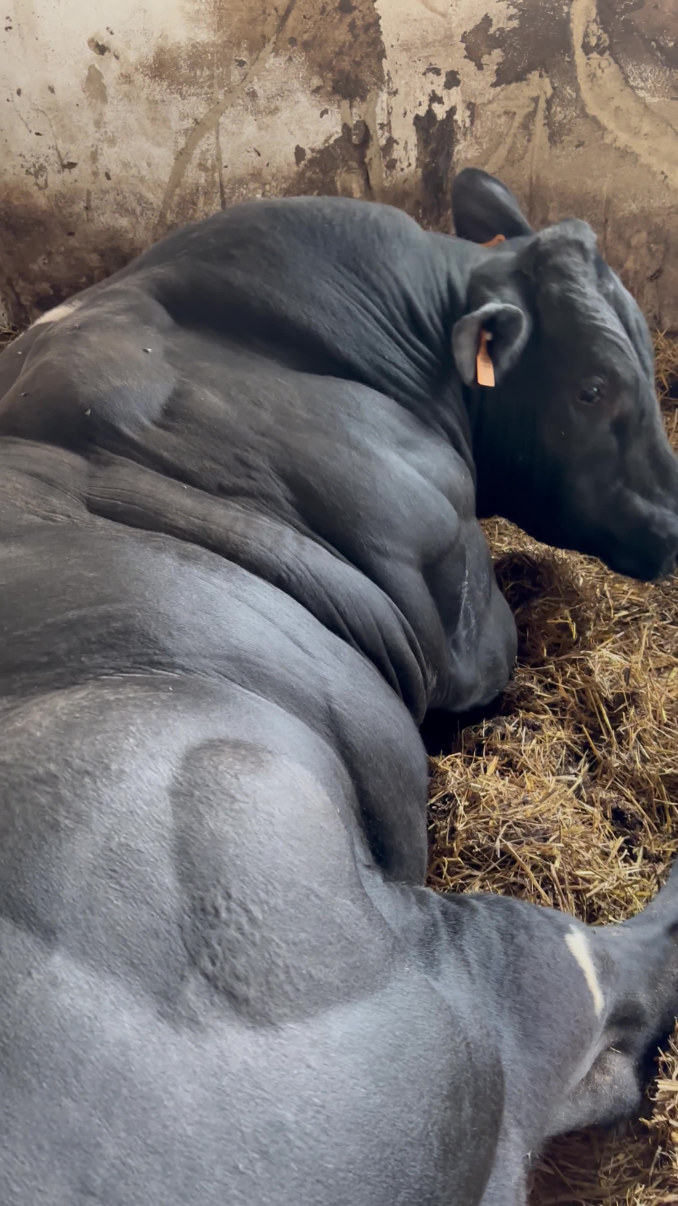Large Bull Rests