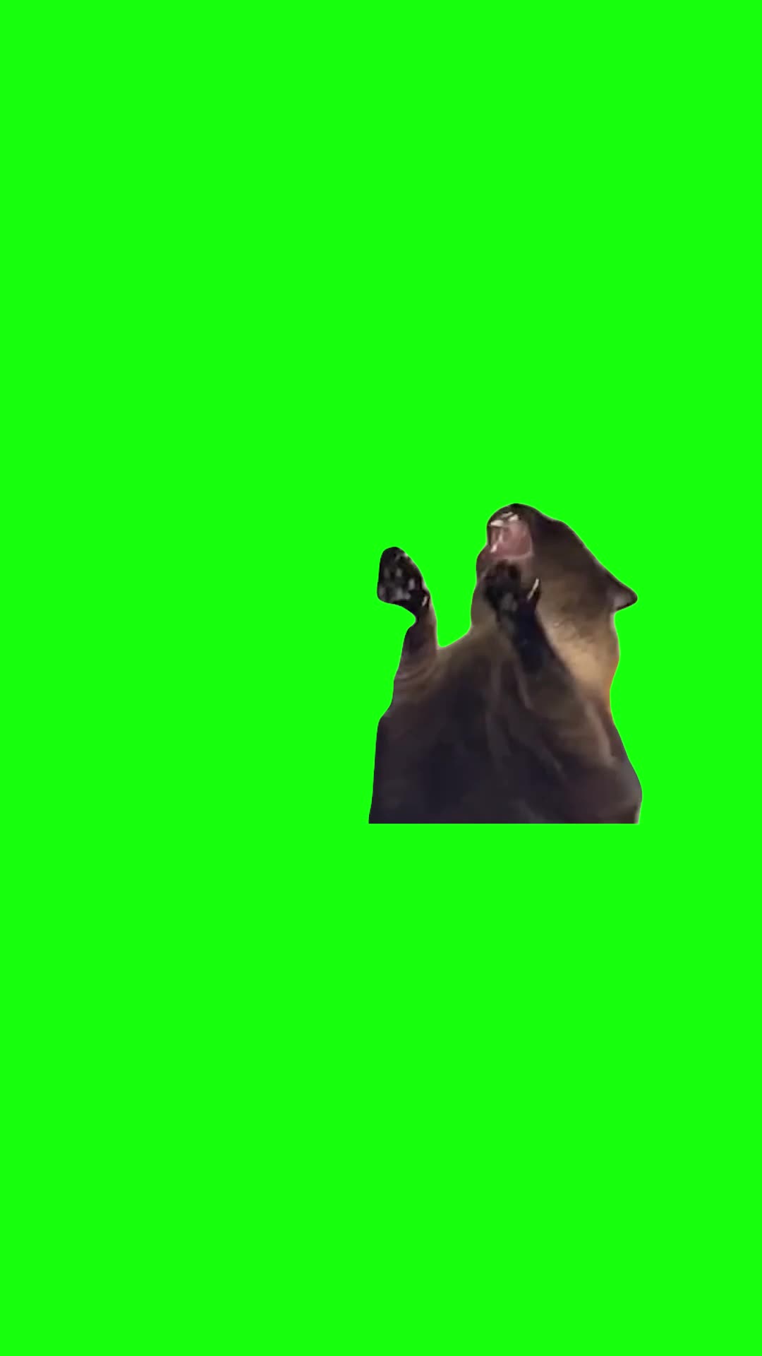 Screaming Cat Meme | Green Screen