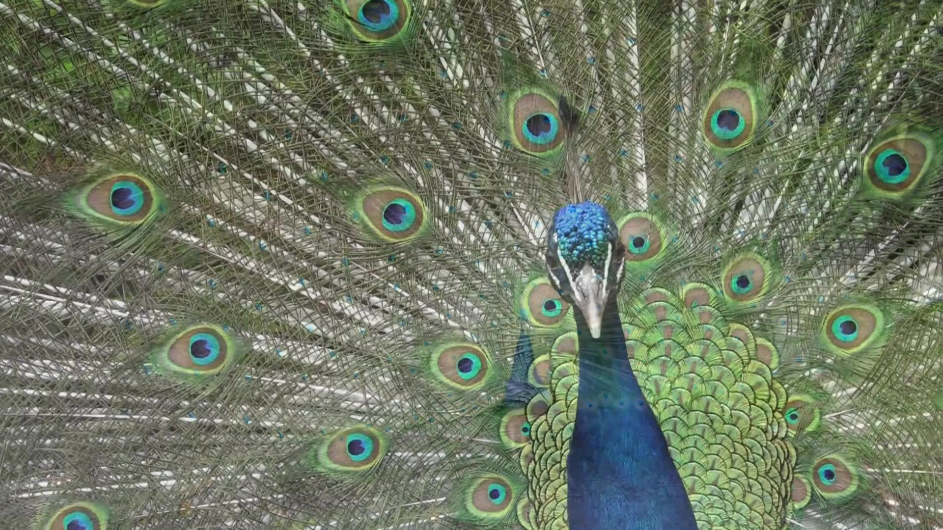 Dartmoor Zoo. Home of I bought a Zoo Sparkwell Plymouth Devon England ...