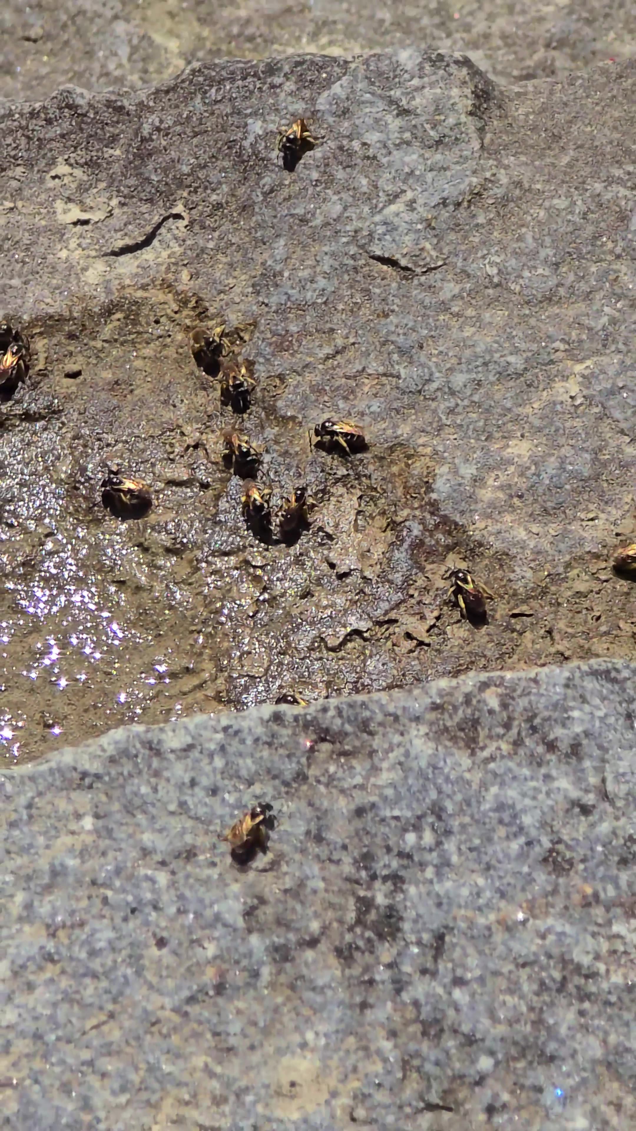 Small bees drink from a puddle of water next to a river.