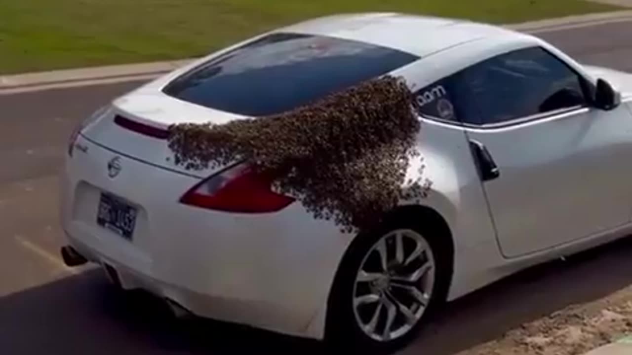 A swarm of up to 20,000 bees can follow a car if their queen gets ...