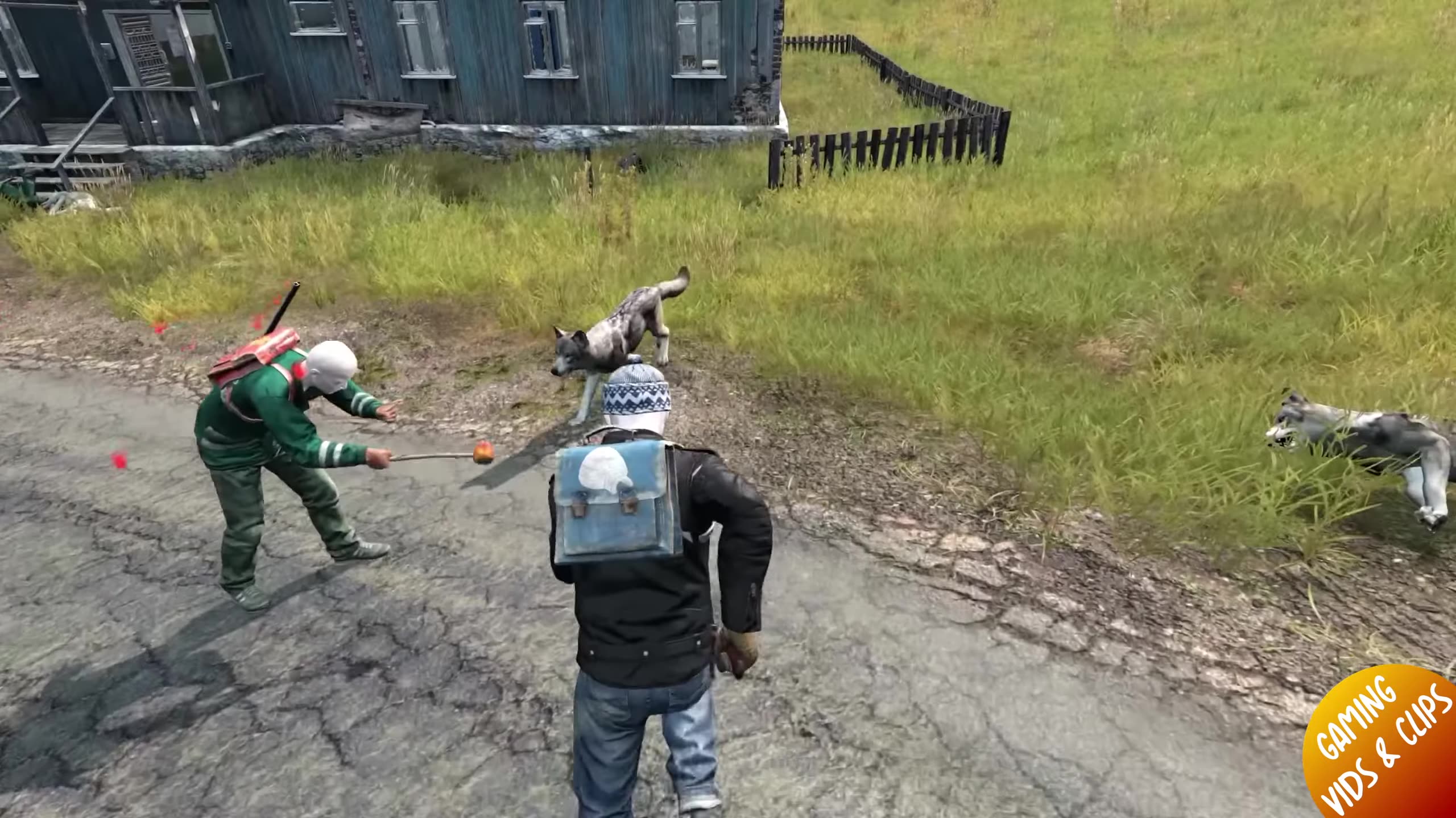 Chaotic Wolf Attack Shit Happens Moment in DayZ