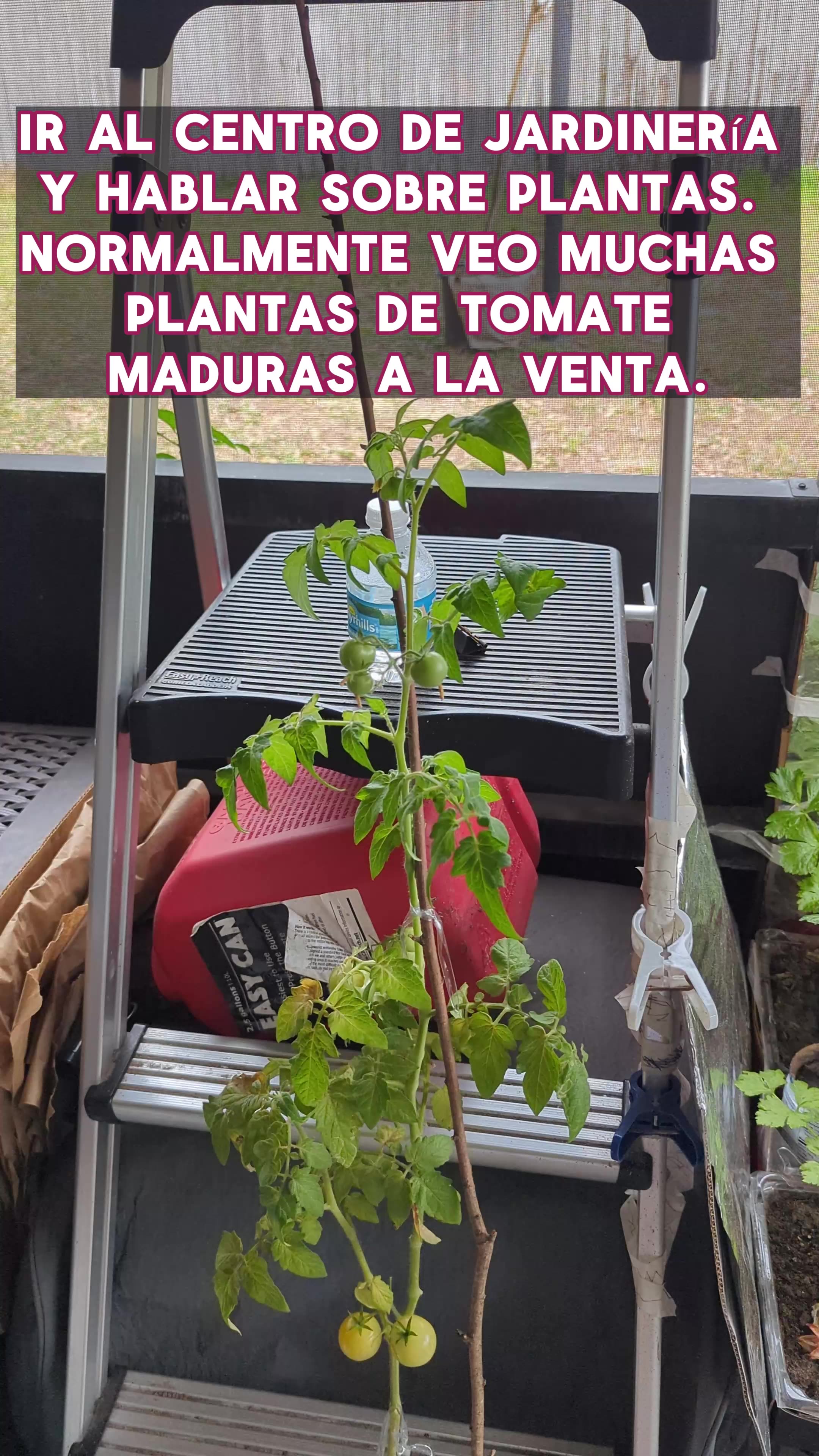 Cultiva tus propias plantas de tomate. Niños selectivos para comer ...