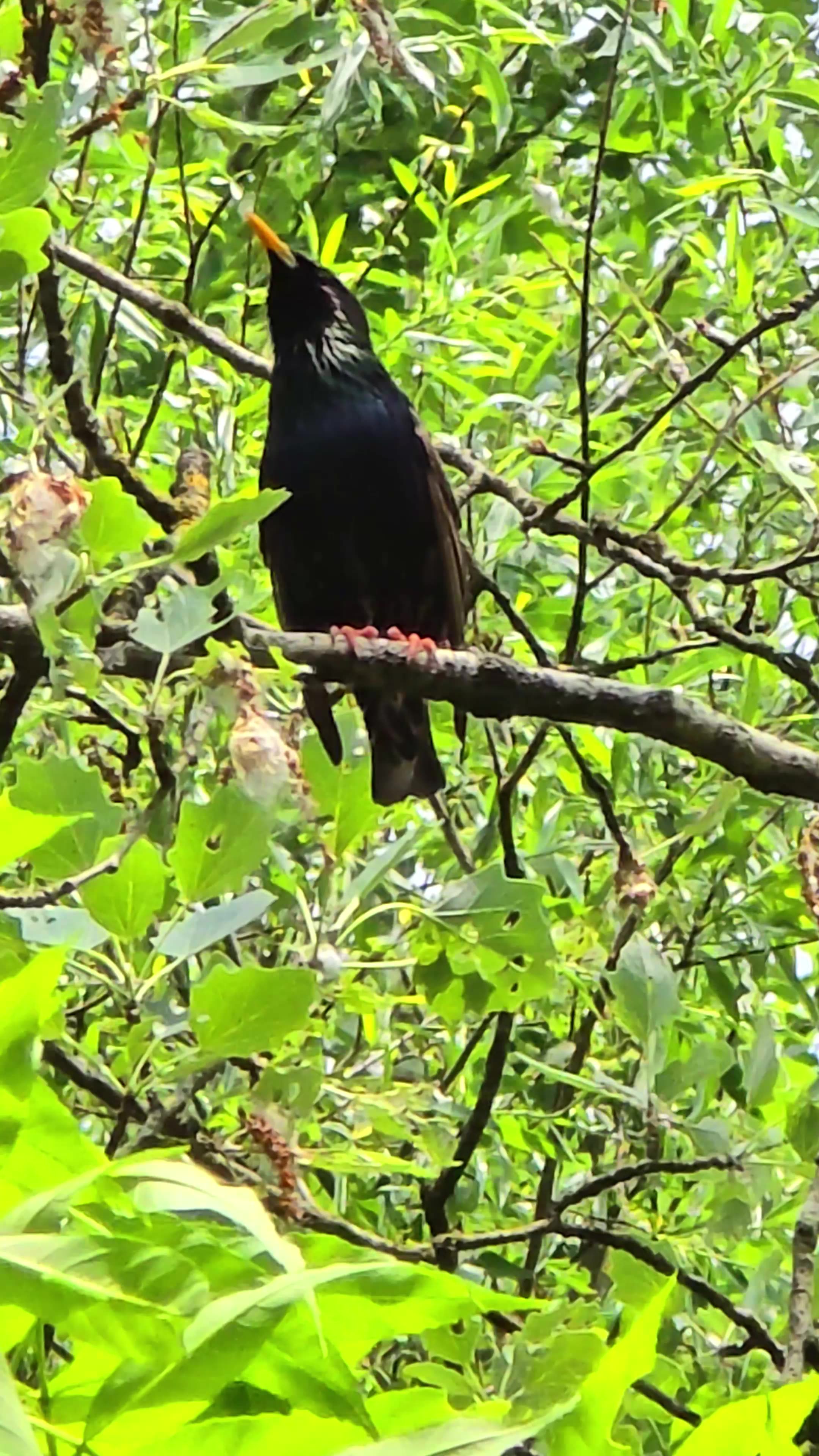 Blackbird on a tree / beautiful black bird on a branch.