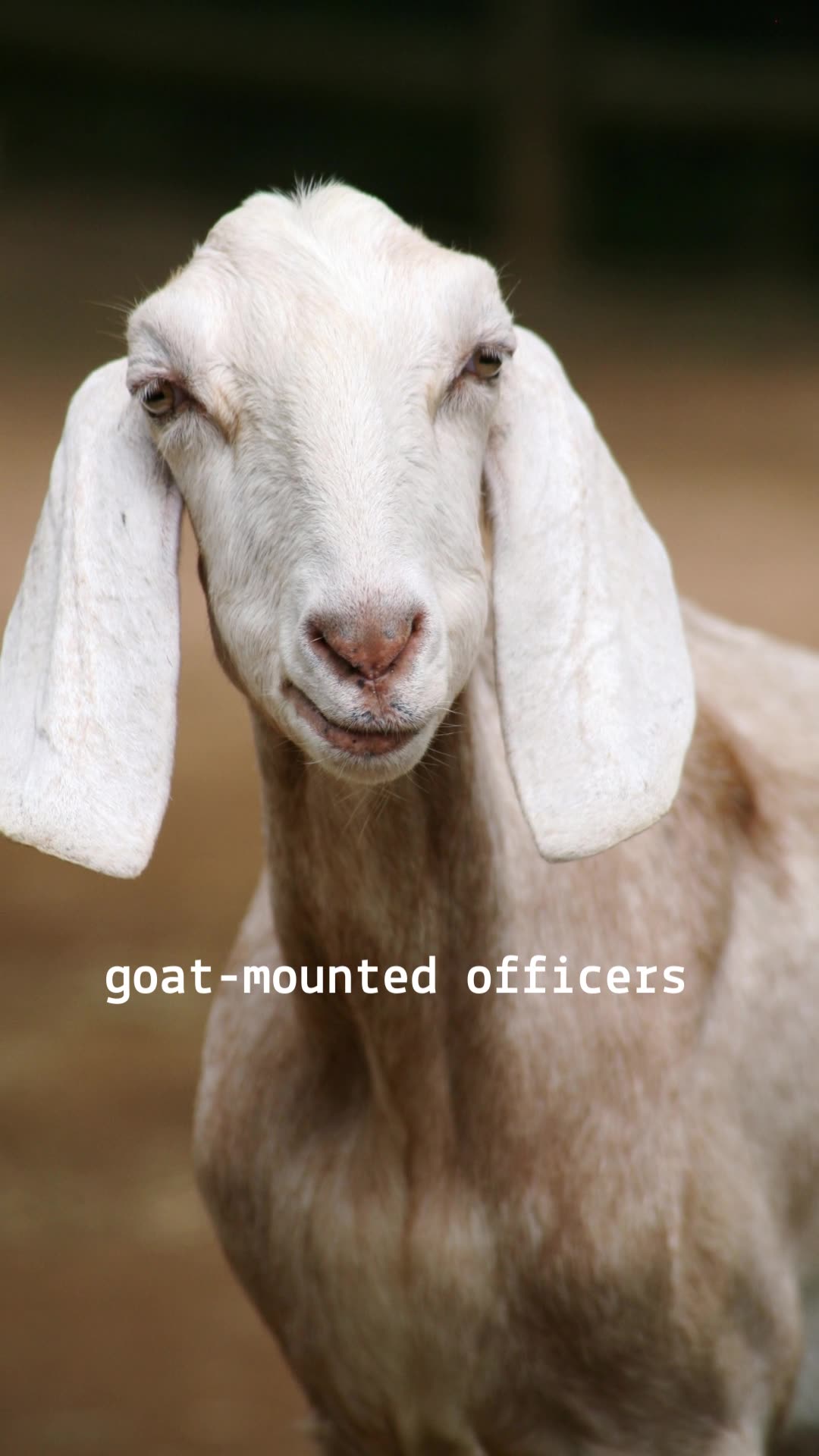 "The Odd but Effective Method of the NYPD's Goat-Mounted Officers"
