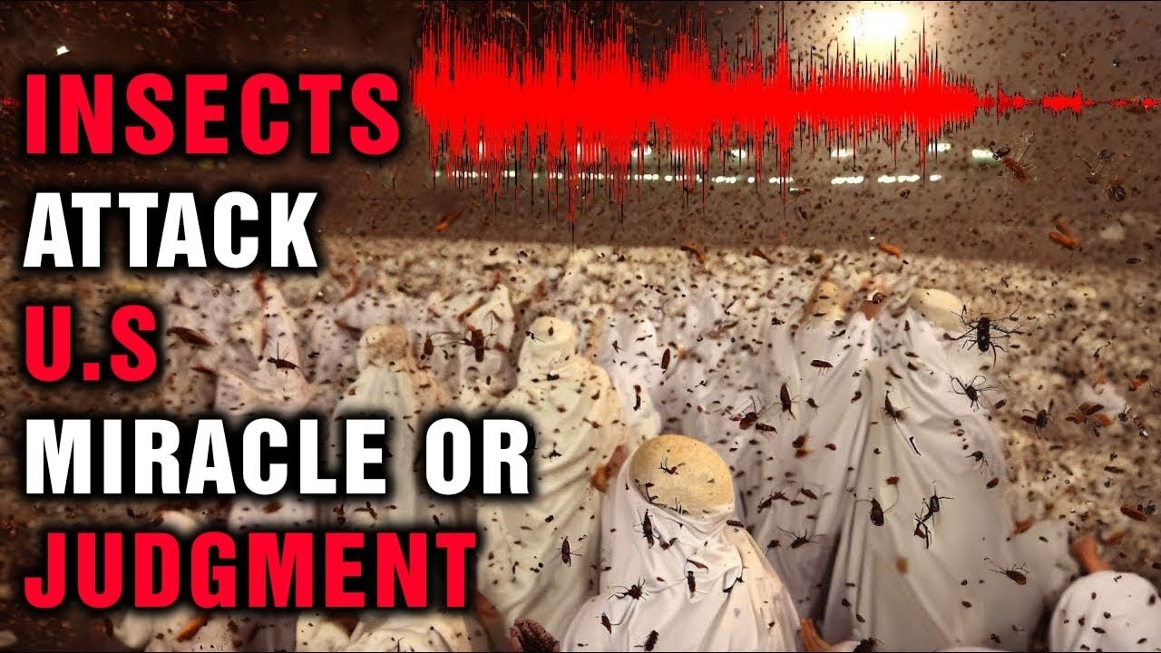 2024 Disasters AWAKEN STRANGELY, Insects Swarming Over US & ALARMING ...