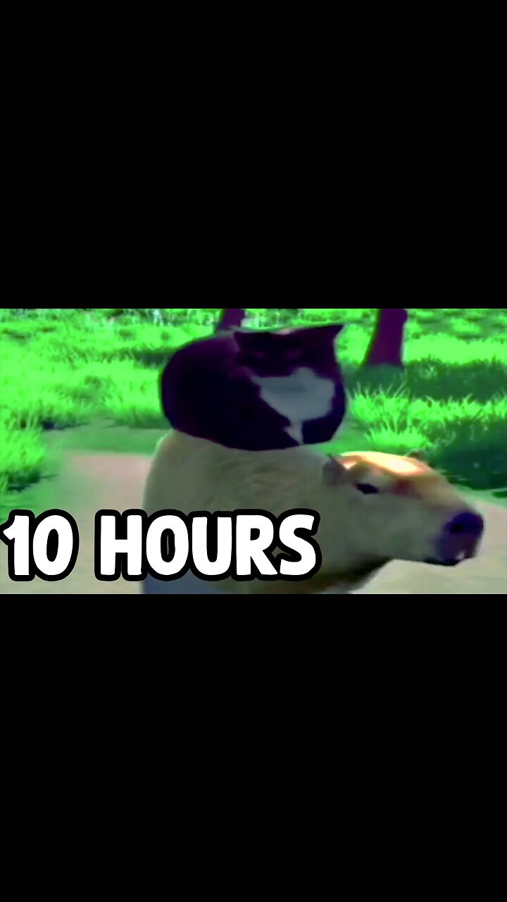 Maxwell The Cat and Capybara [10 HOURS]