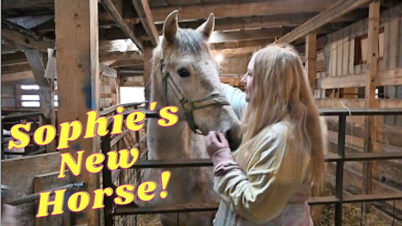 Finally Introducing Sophie's New Horse!