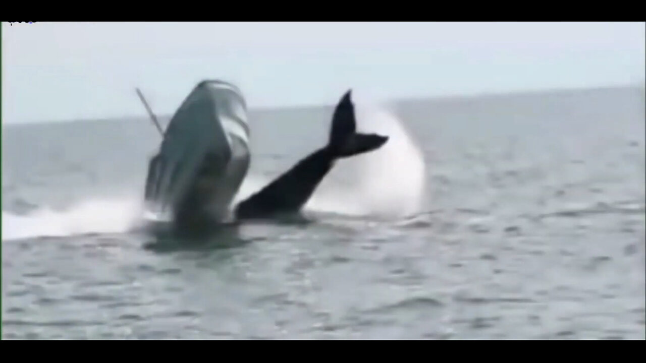 Giant Sea Creatures Colliding With Small Boats Caught on Camera - The ...