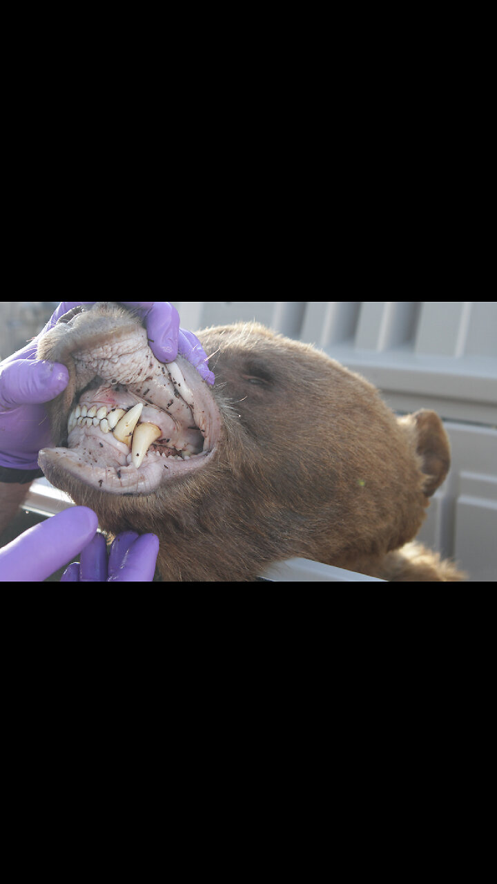 How Dangerous Is A Bears Bite!