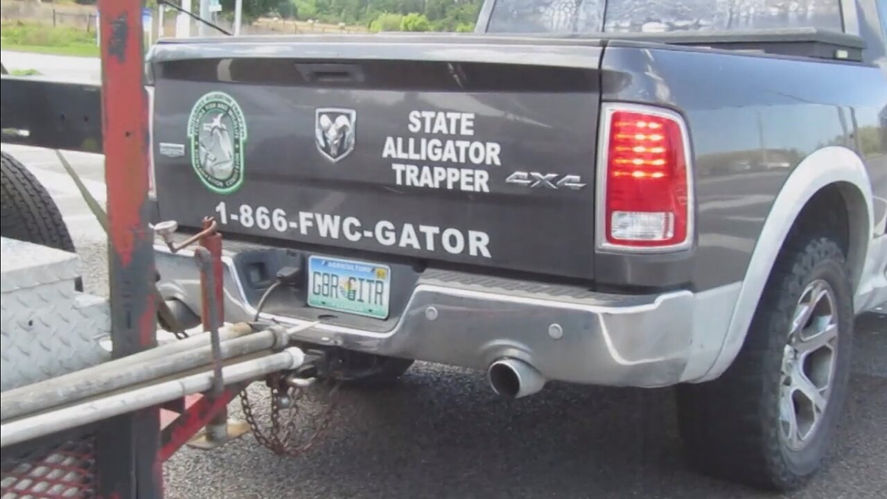 ALLIGATOR TRAPPER FWC State authorized with 3 GATORS in his trailer ...