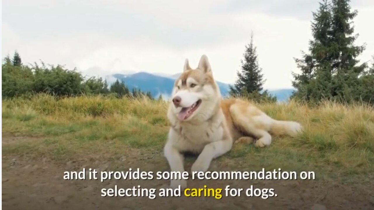 dogs-are-our-best-friends "Tail-Wagging Tales" - Share in the ...