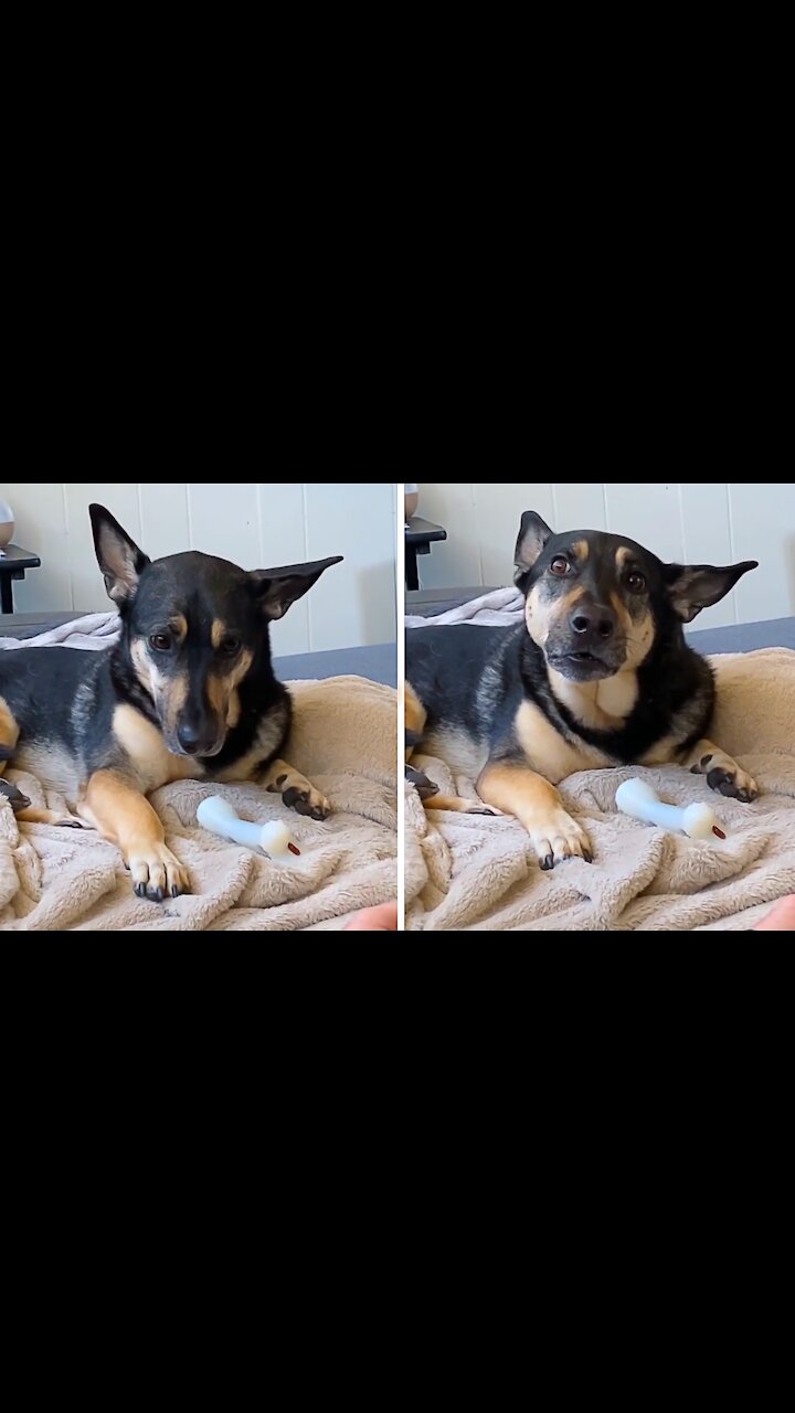 Overly dramatic dog hysterically demands more attention