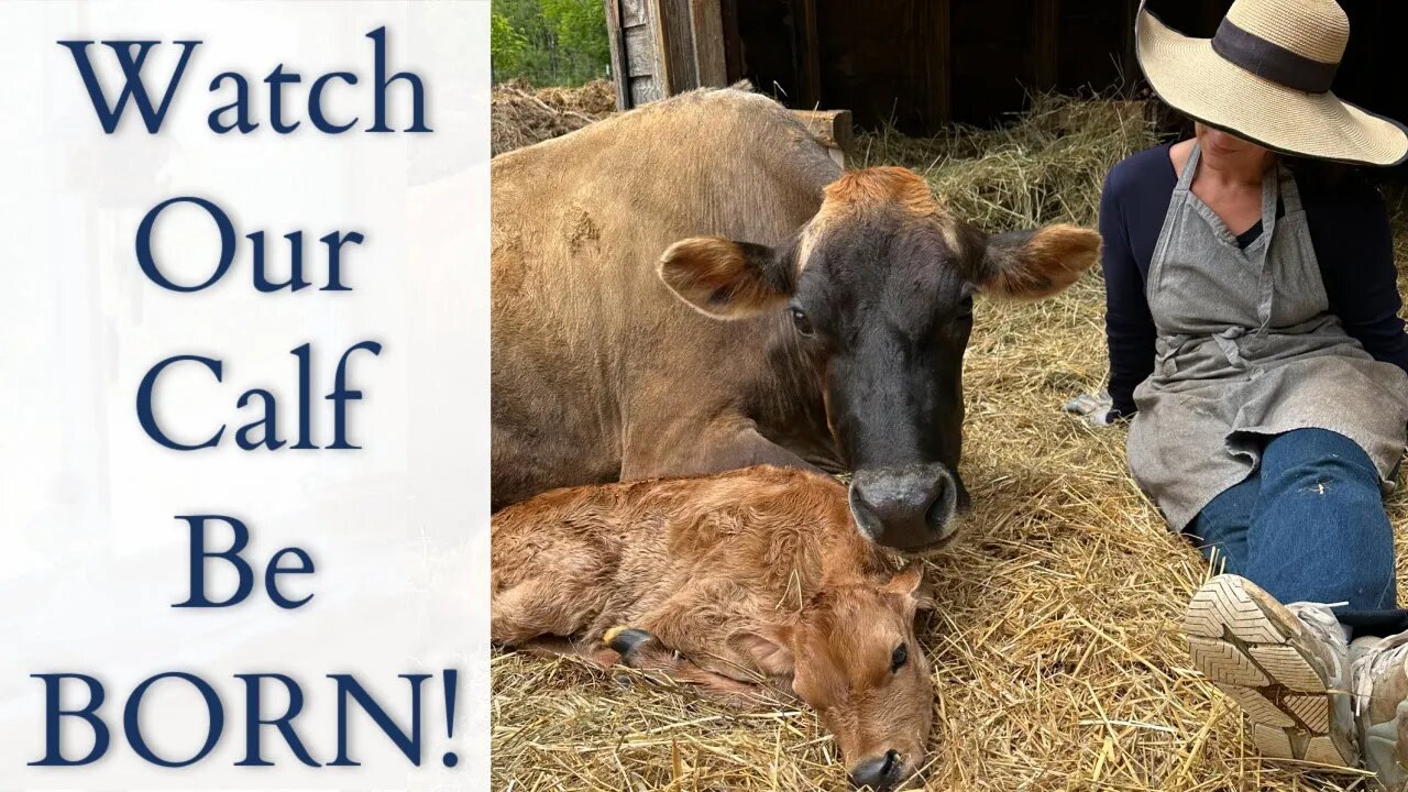 Watch Our Calf be BORN!!! | Jersey Cow Labor and Delivery | Teaching a ...