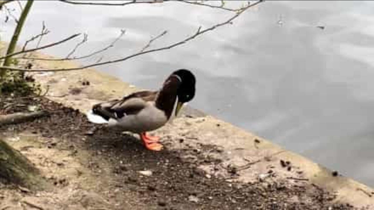Bossy duck shoves rival into lake