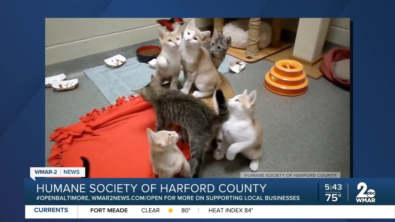Kittens up for adoption at the Humane Society of Harford County