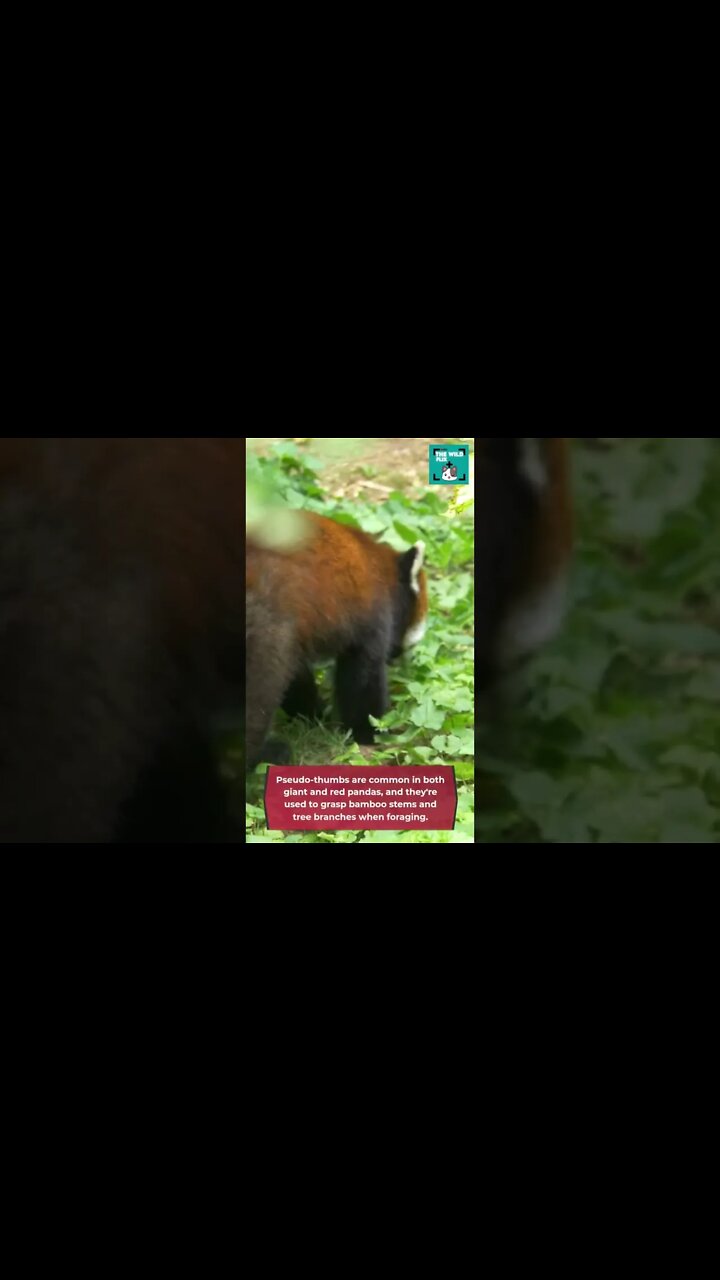 red panda facts - interesting facts about red panda : red panda facts ...