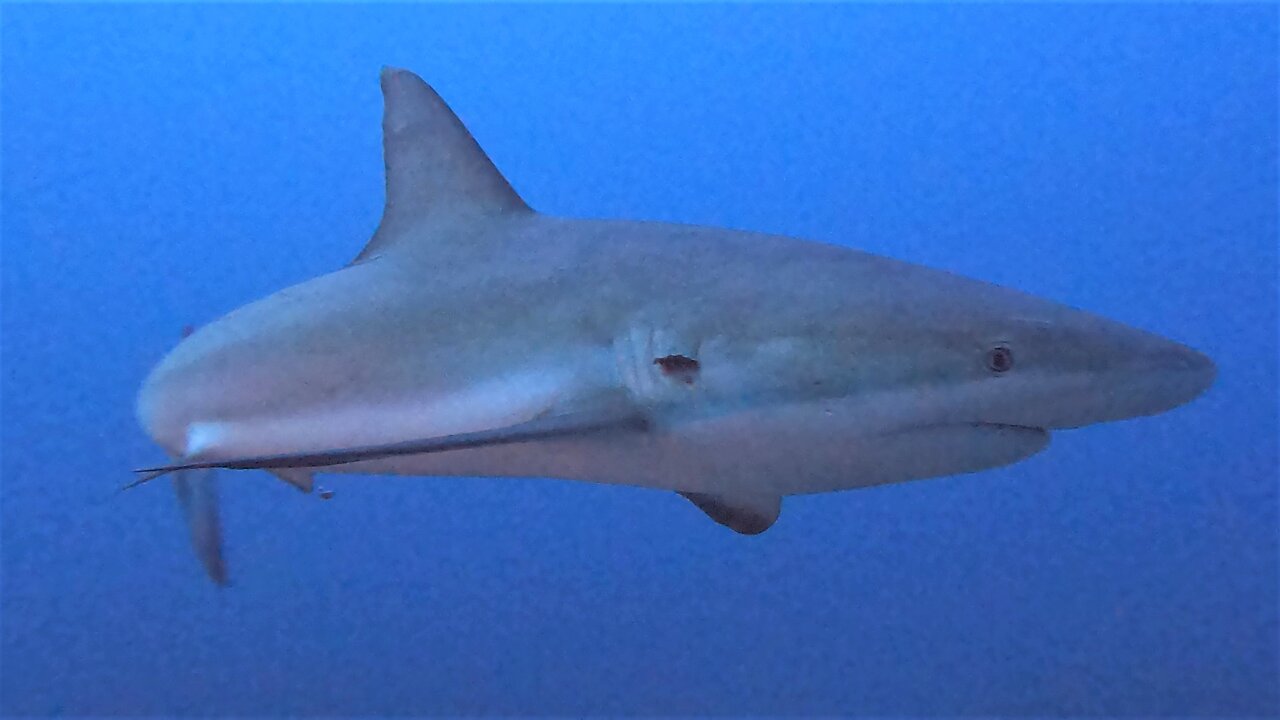 Isopod on reef shark's gill is a fascinating yet disturbing parasite