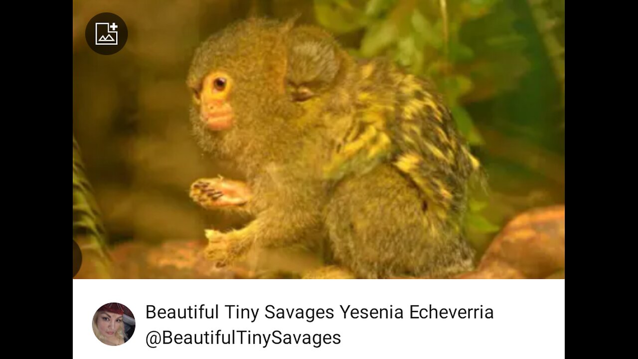 "Itty Bitty Pygmy Marmosets 🐒🐵🐾💫 🎶🎼 Endangered Baby Monkeys Born In Zoo ...