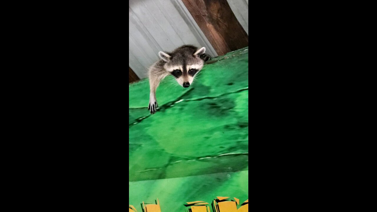 Adorable Racoon on top of Gatorland food store trying to get some grub ...