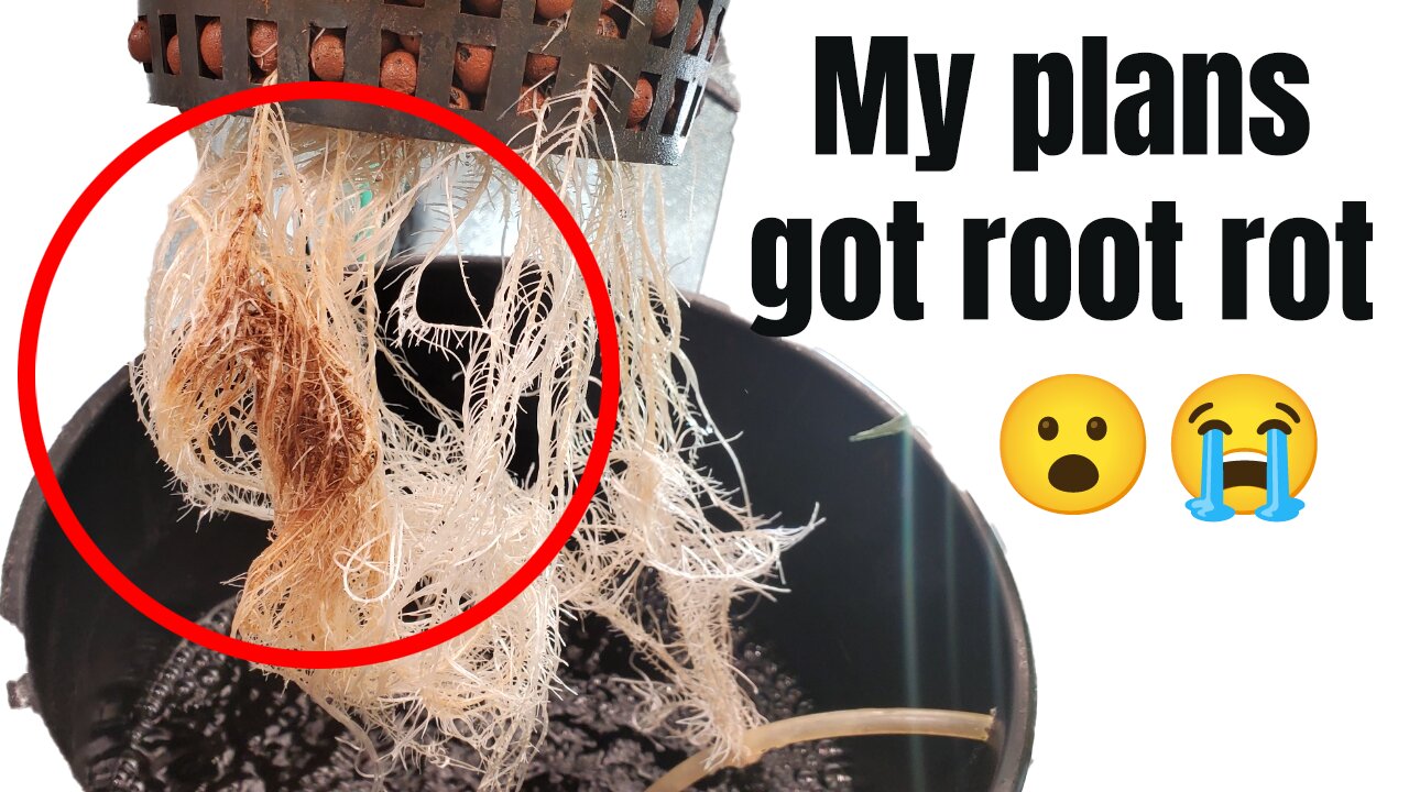 My Plants Got Root Rot | Week 6 Growlog: Tackling Root Rot & Soil ...