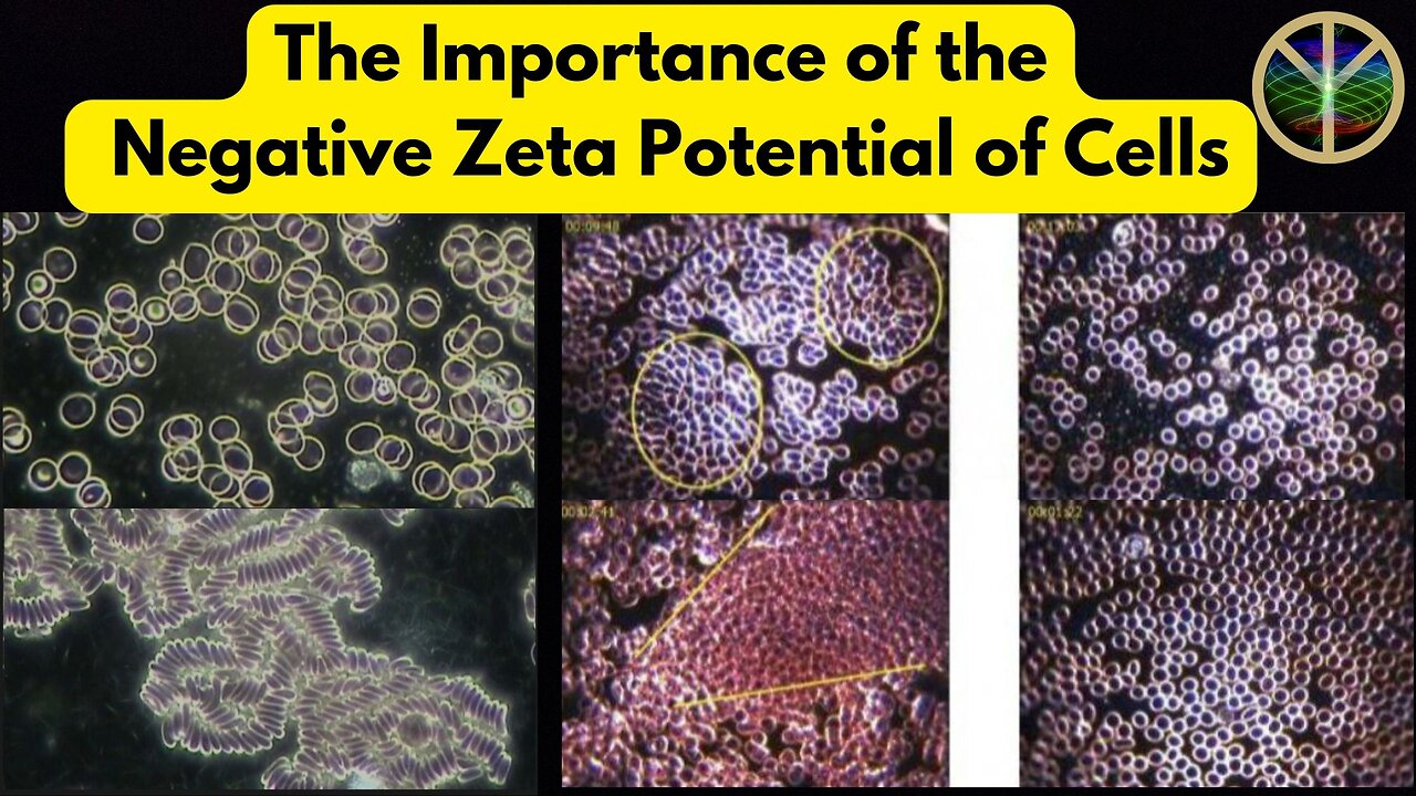The Importance of the Negative Zeta Potential of Cells