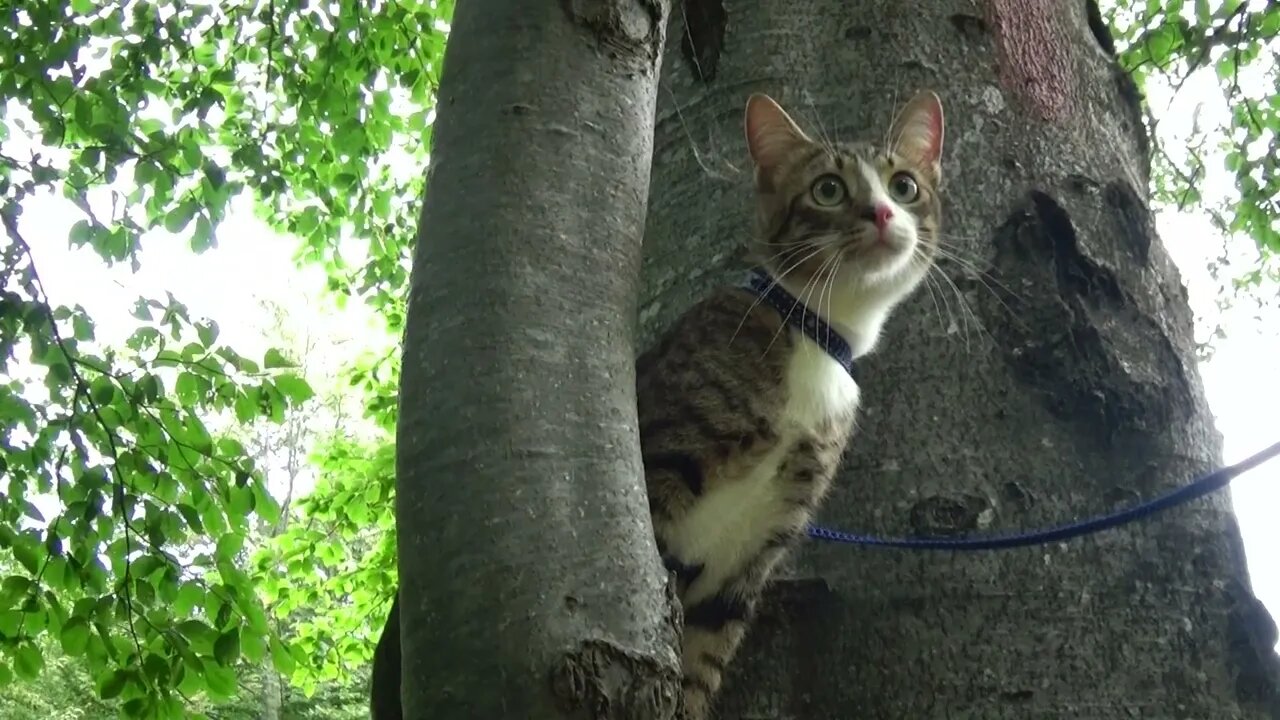 The Cat in His Watchtower