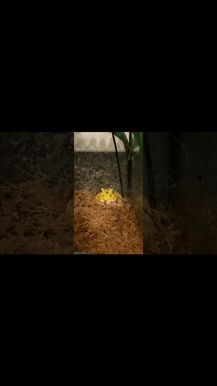 Mango the PacMan Frog Eating a Hornworm