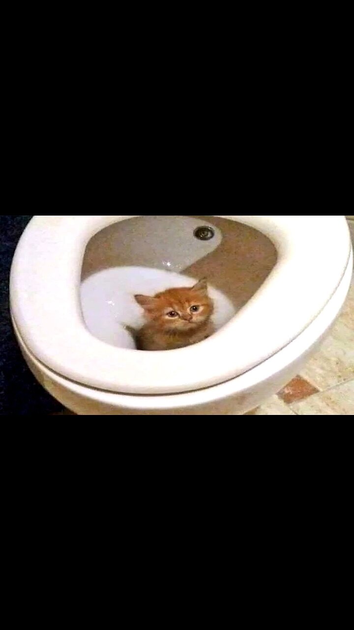 CAT MEMES COMPILATION