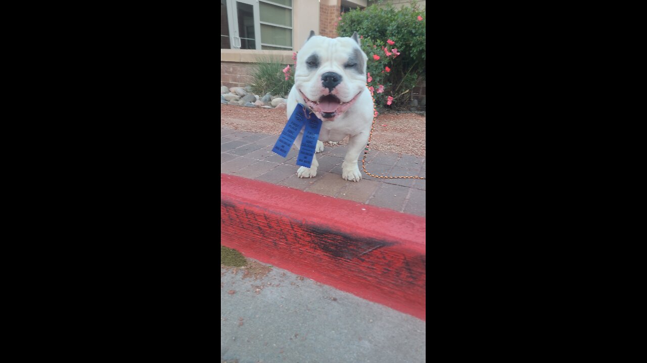 Rocky Mountain Classic II - ABKC Show