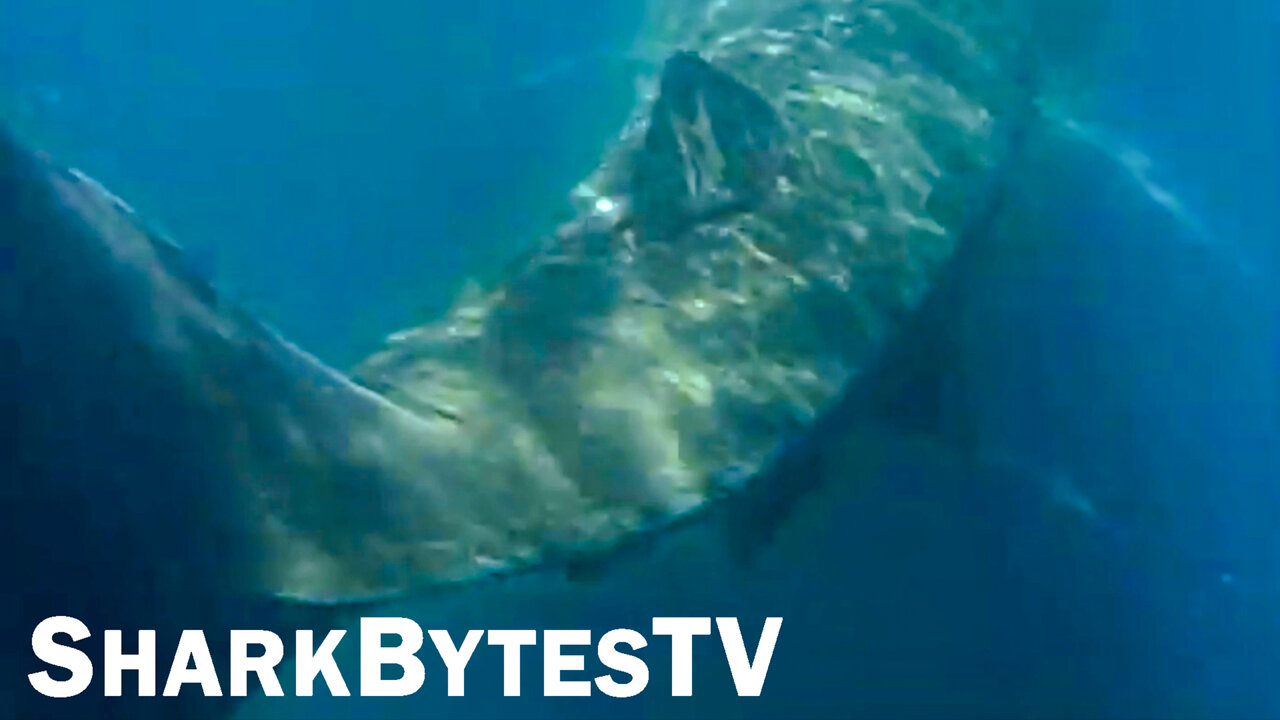 Shark Bytes TV Ep 20, Giant Monster Submarine Basking Shark Found Alive ...