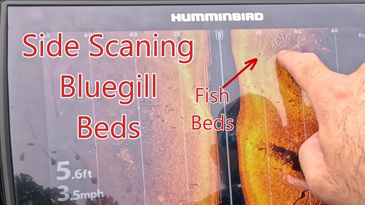 Easy Way to Find Bluegill