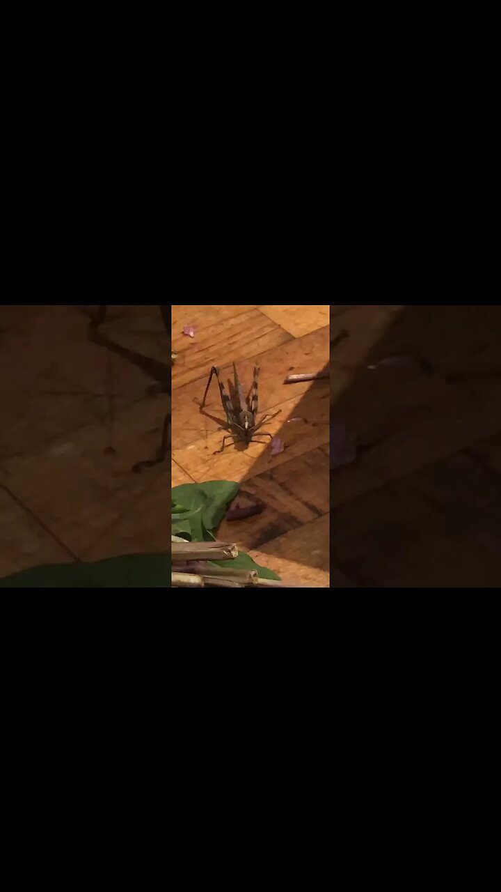 Hello grasshopper!!!!