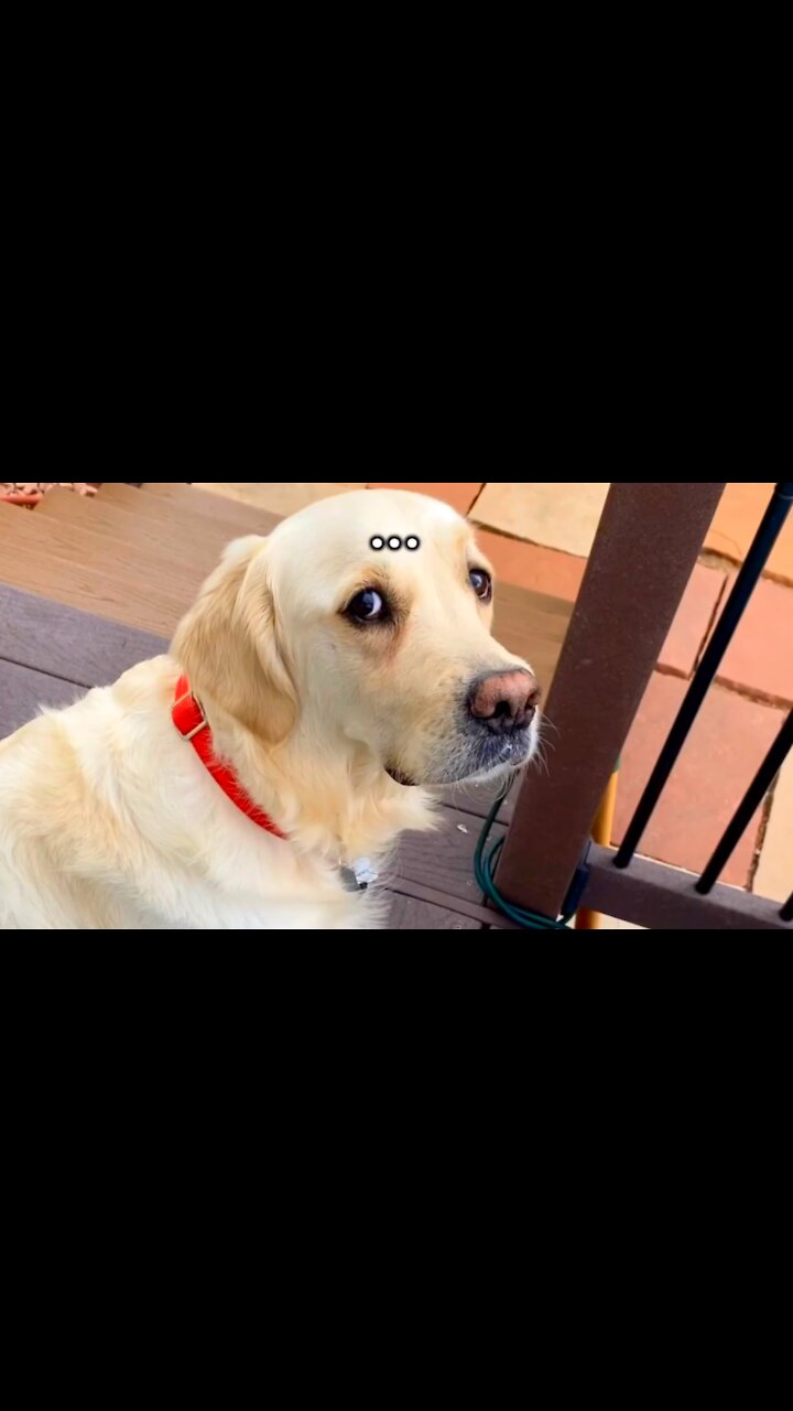 Silly and Funny Golden Retriever Compilation