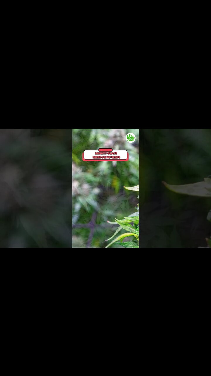 7 Mighty Grape Seeds